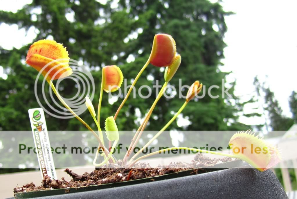 Korean Melody Shark pictures - FlyTrapCare Forums